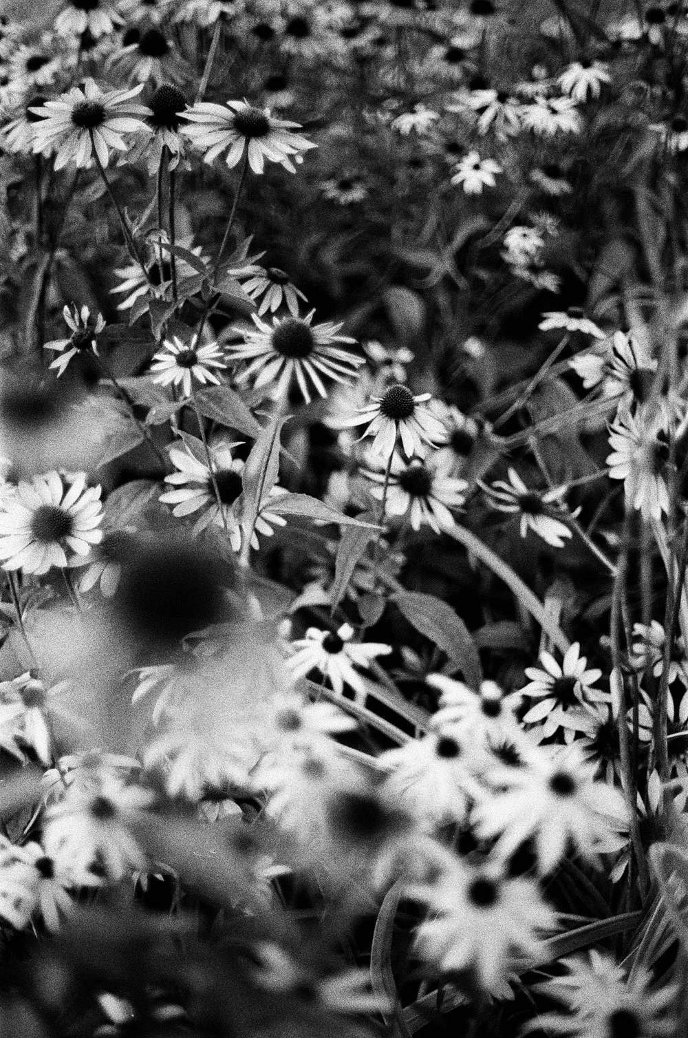 RMFA to present "Nevertheless", works by Zach Ellis - Rochester Museum ...